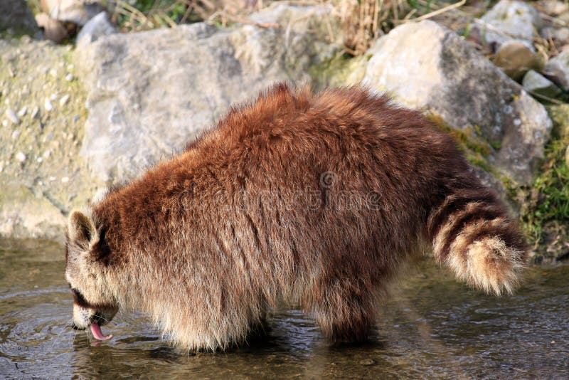 Lotor Procyon/del Procione Che Sta in Acqua Fotografia Stock - Immagine ...