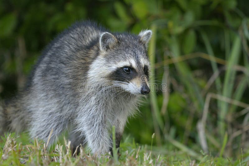 Wasbeer stock foto. Image of zoogdier, haar, leuk, staart - 926302