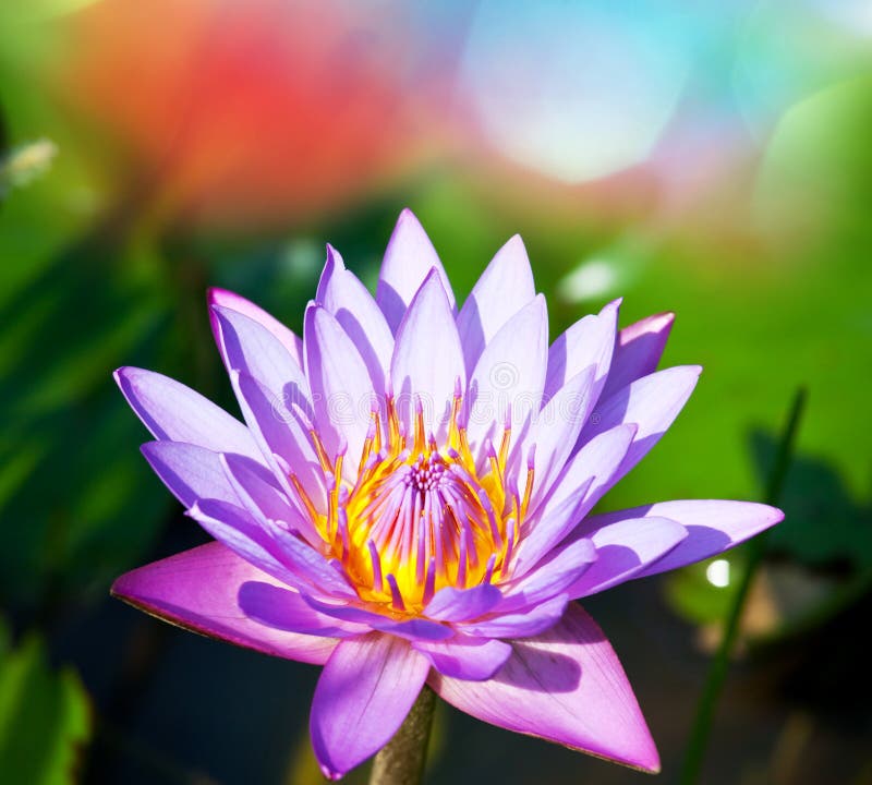 Lotos foto de archivo. Imagen de hermoso, oriental, hoja - 54177778