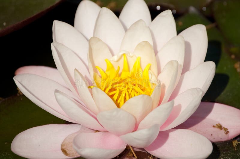 Lotos stock photo. Image of lotus, grapefruit, flourishing - 9977822