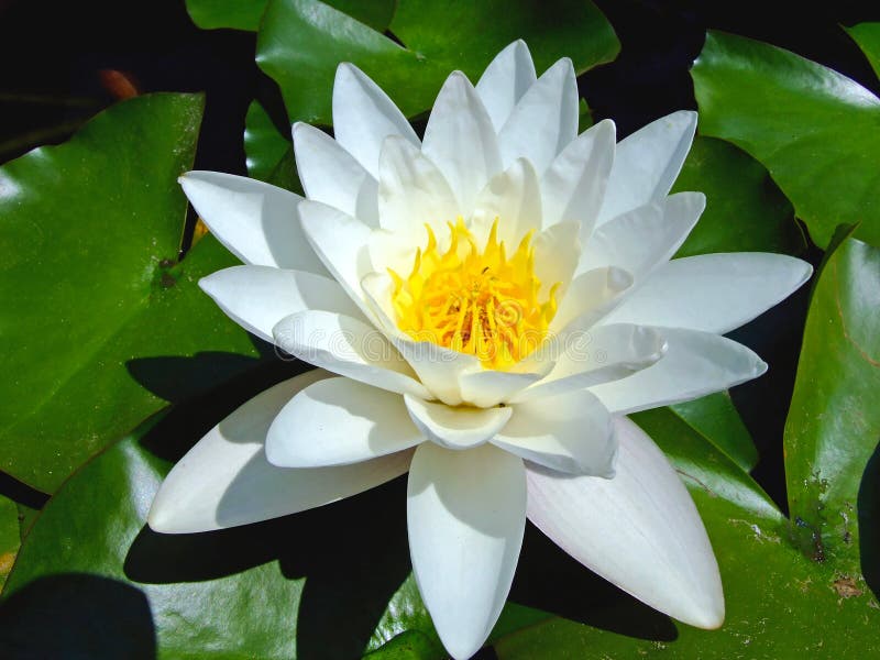 Lotos stock image. Image of petal, water, leaves, open - 33557891