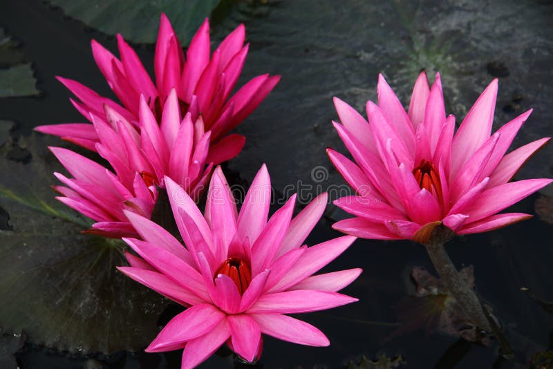 Lotos rojos foto de archivo. Imagen de loto, símbolo - 40047950