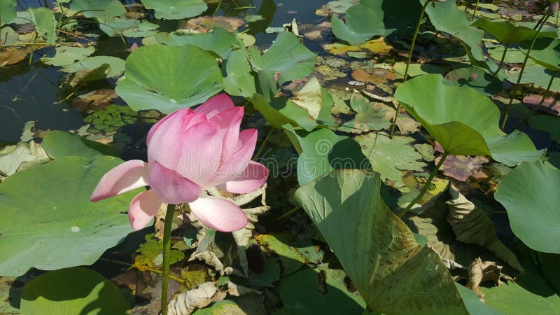 Lotous stock photo. Image of russia, good, nature, love - 77392850