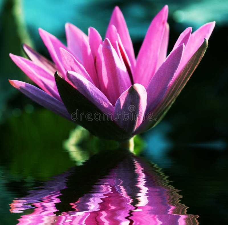 Red Lotous Flower in Sri Lanka Stock Image - Image of nice, lanka ...