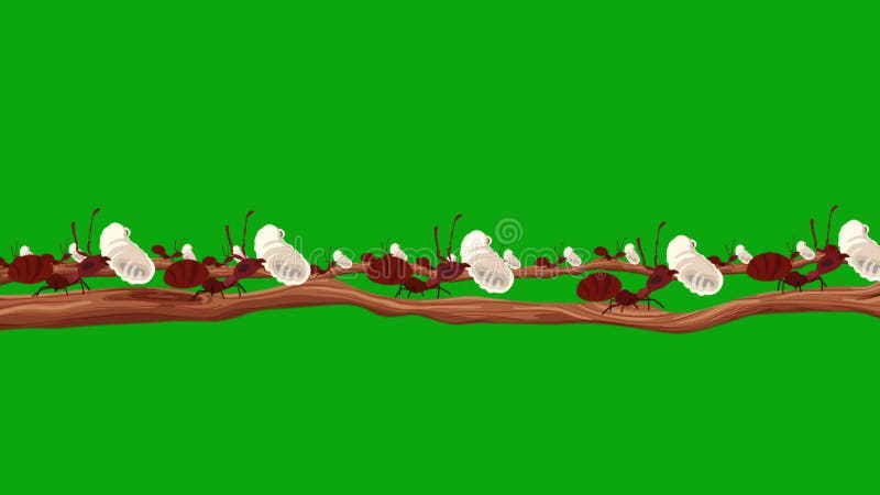 Green Screen Ants Stock Footage & Videos - 97 Stock Videos