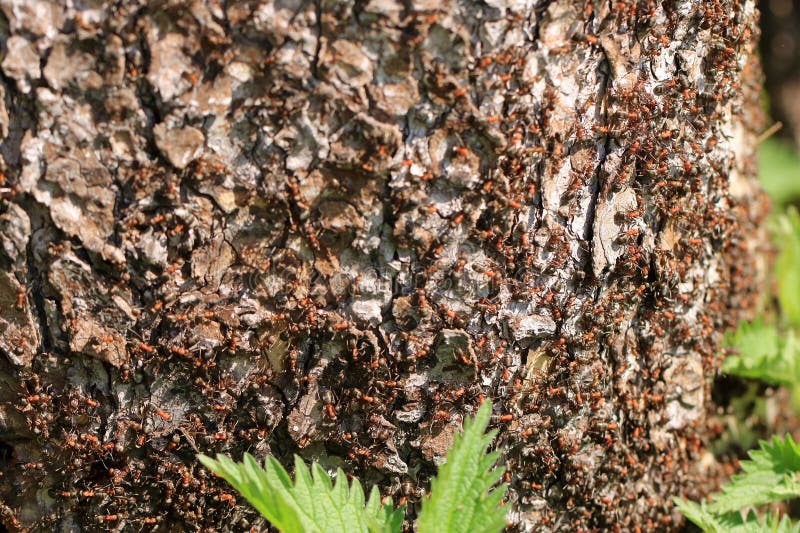 Lots of Ants Walking on an Old Tree Trunk Stock Image - Image of wooden ...
