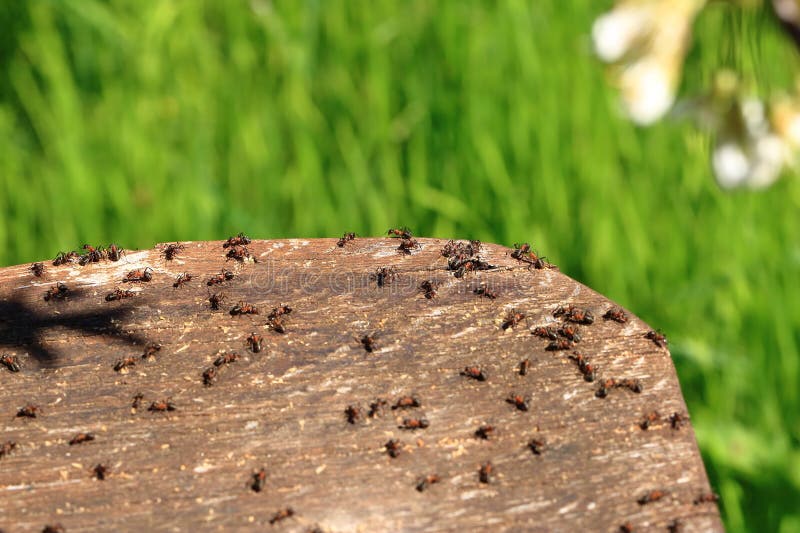 Lots of Ants Walking on an Old Tree Trunk Stock Image - Image of ...