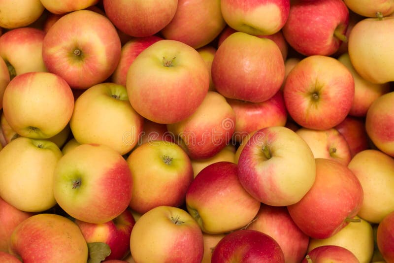 Red Apples stock image. Image of edible, fresh, flavor - 11195785