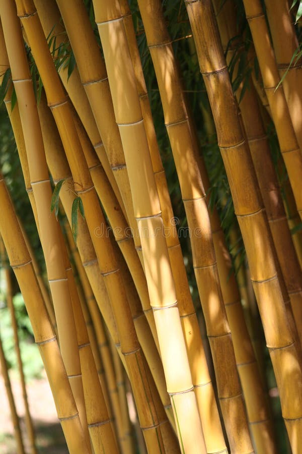 Lots of Bamboo Stems Close Together Stock Photo - Image of japan ...
