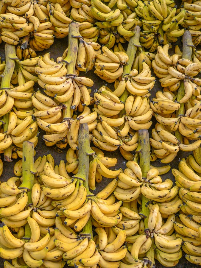 Lots of banana stock photo. Image of tree, plant, dish - 253902204