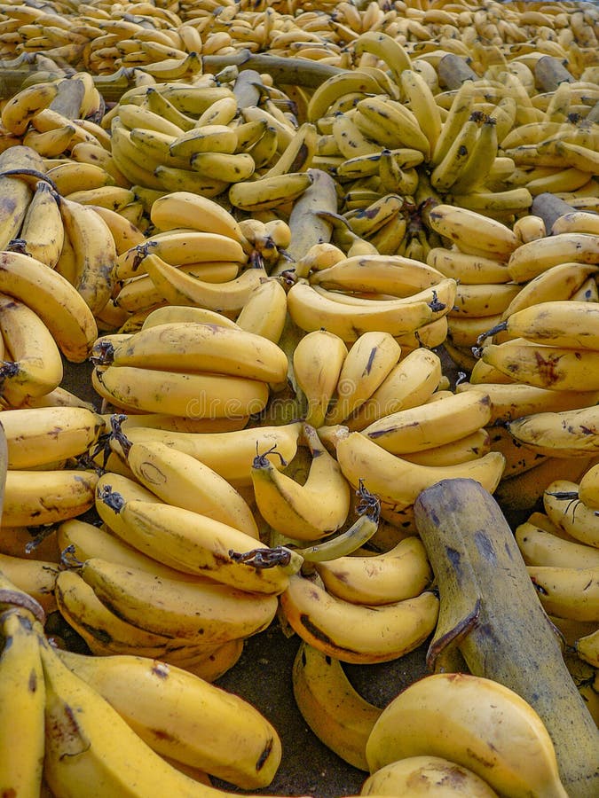 Lots of banana in market stock photo. Image of multiple - 33094878