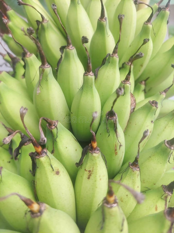 Lots of bananas and still stock photo. Image of bananas - 383030994