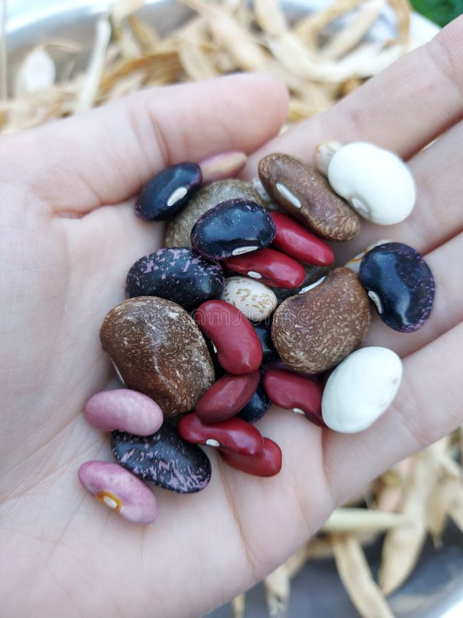 Lots of beans in the hand stock image. Image of food - 226650547