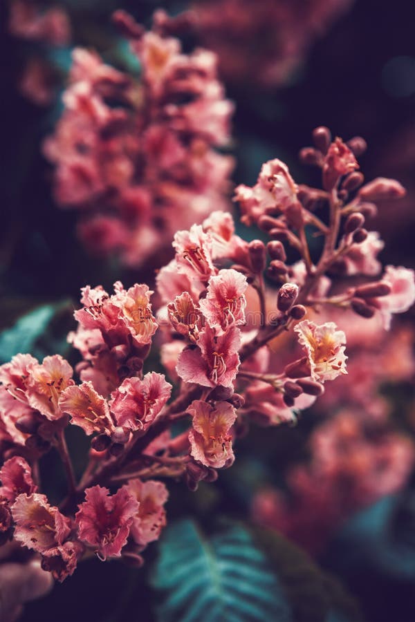 Chesthut Tree Stock Photos - Free & Royalty-Free Stock Photos from ...