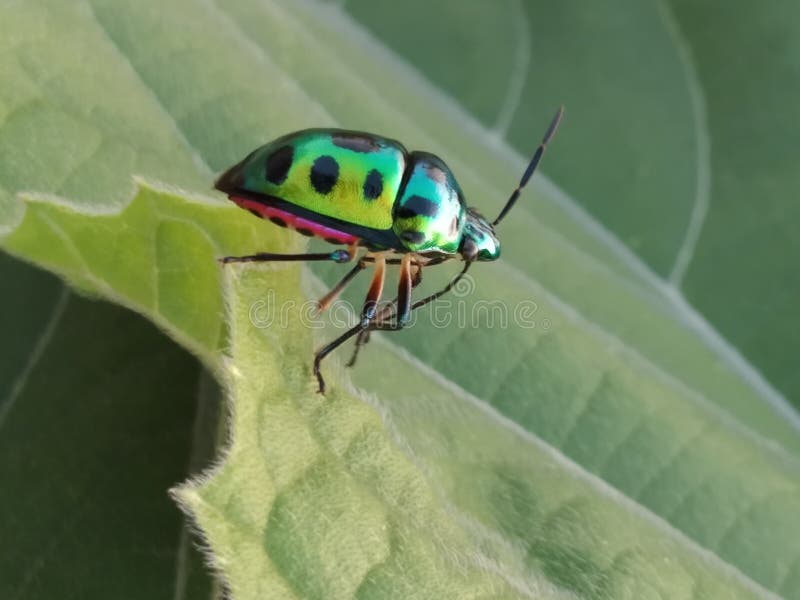 A beautiful colored insect stock image. Image of amazing - 223885183
