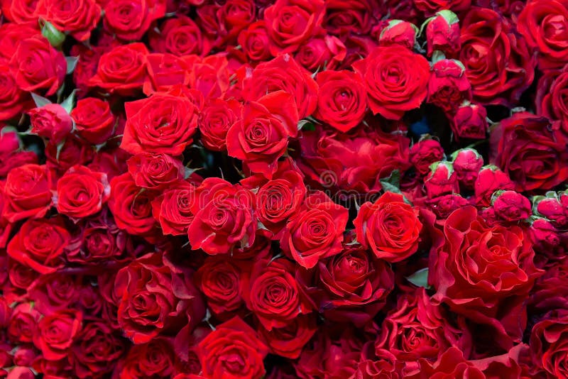 Lots of Beautiful Red Roses Stock Image - Image of bouquet, gift: 378362385