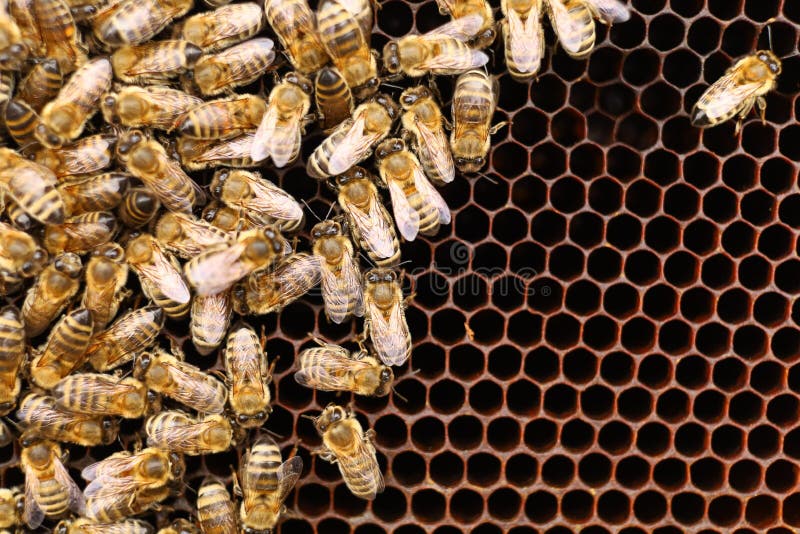 Lots of Bees Close-up. Bees are Insects Stock Image - Image of hive ...