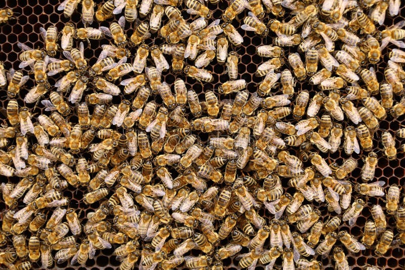 Lots of Bees Close-up. Bees are Insects Stock Image - Image of hive ...