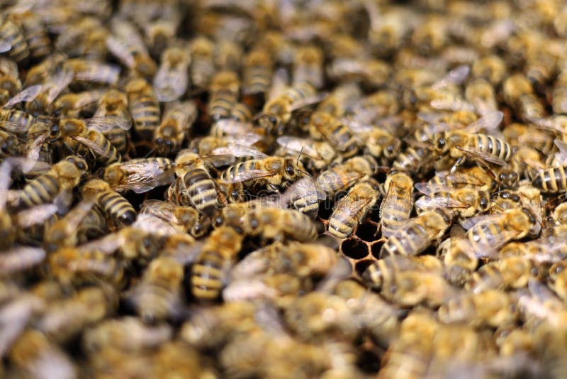 Lots of Bees Close-up. Bees are Insects Stock Image - Image of hive ...