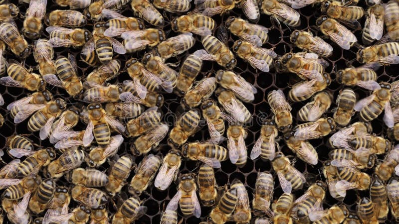 Bees Close-up. Lots of Bees in the Hive Stock Video - Video of apiary ...
