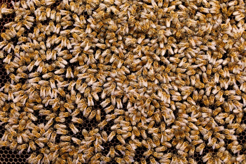 Lots of Bees Close-up. Bees are Insects Stock Image - Image of hive ...