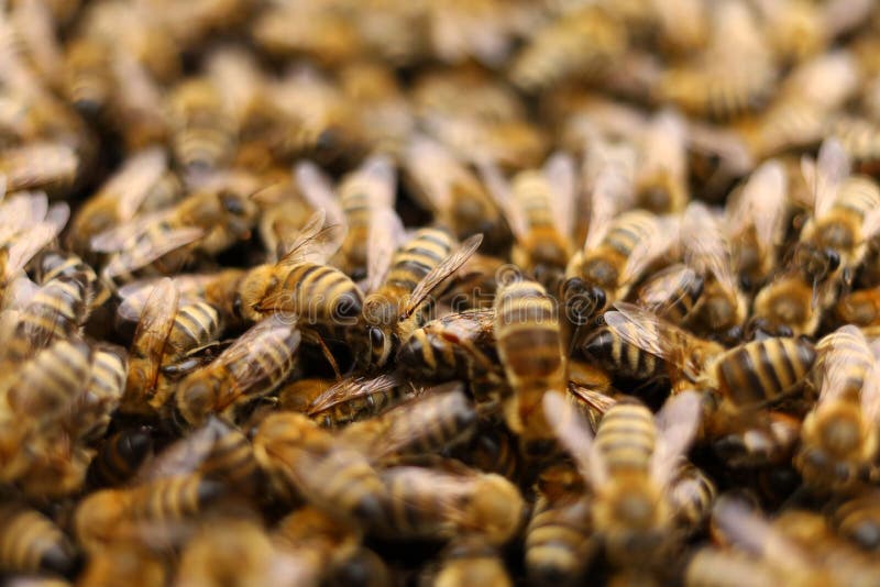 Lots of Bees Close-up. Bees are Insects Stock Image - Image of hive ...