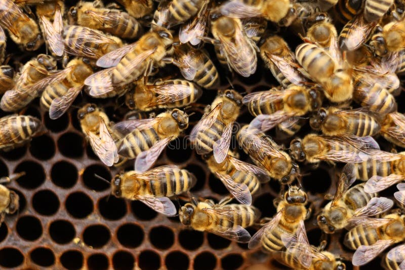 Lots of Bees Close-up. Bees are Insects Stock Image - Image of hive ...