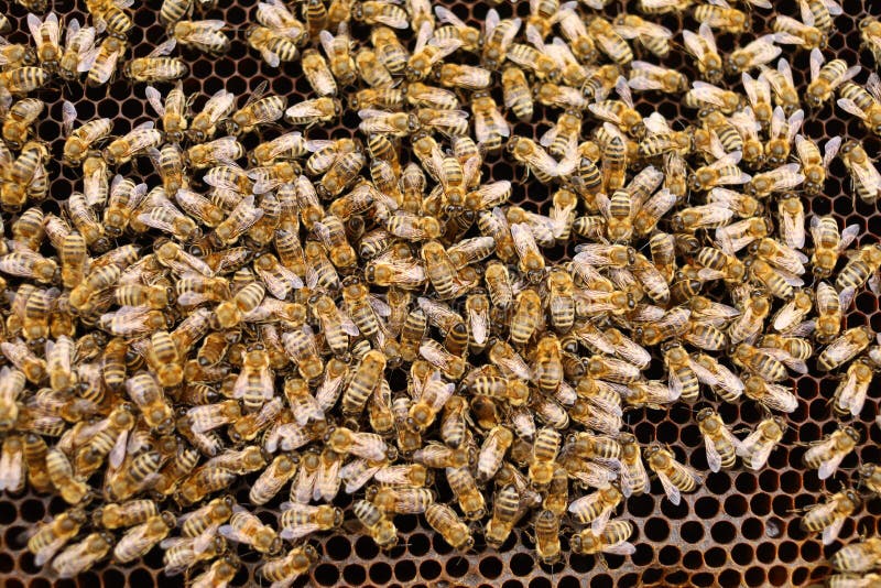 Lots of Bees Close-up. Bees are Insects Stock Image - Image of hive ...