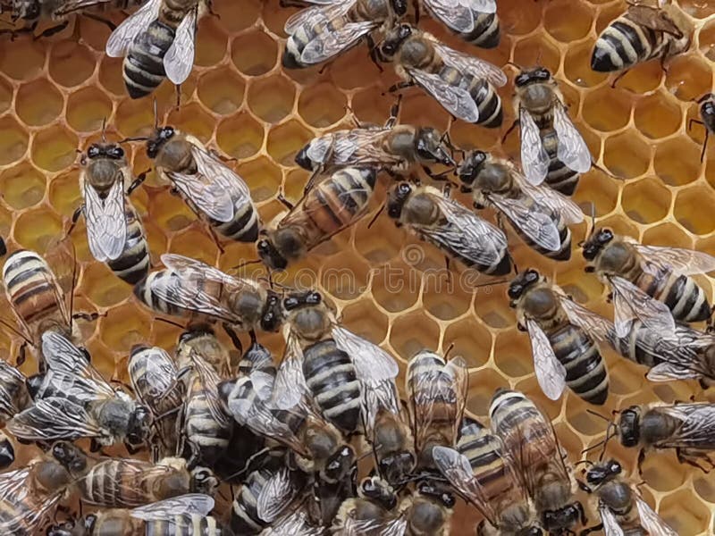 Lots of Bees Close-up. Bees are Insects Stock Image - Image of hive ...