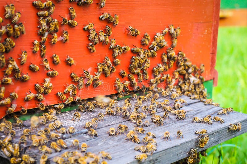 Lots of Bees - Swarm of Bees at Their Hive Stock Photo - Image of ...