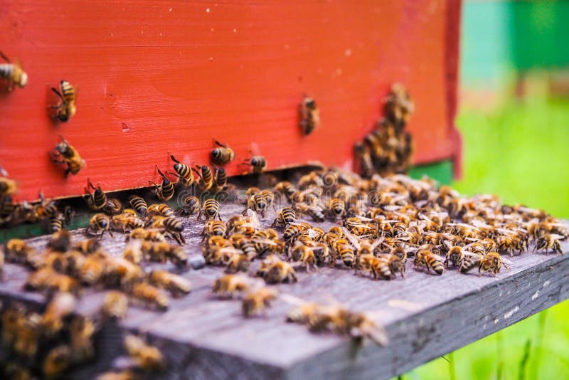 White Hives Lots Bees Stock Photos - Free & Royalty-Free Stock Photos ...