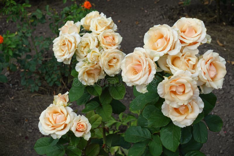 Lots of Beige Flowers of Rose Stock Photo - Image of bush, florescence ...