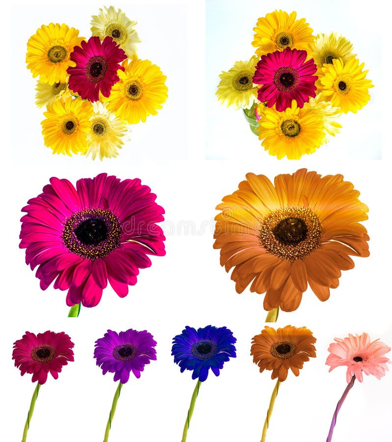 Lots of Big Beautiful Flowers Gerbera with No Background, Gerber on ...