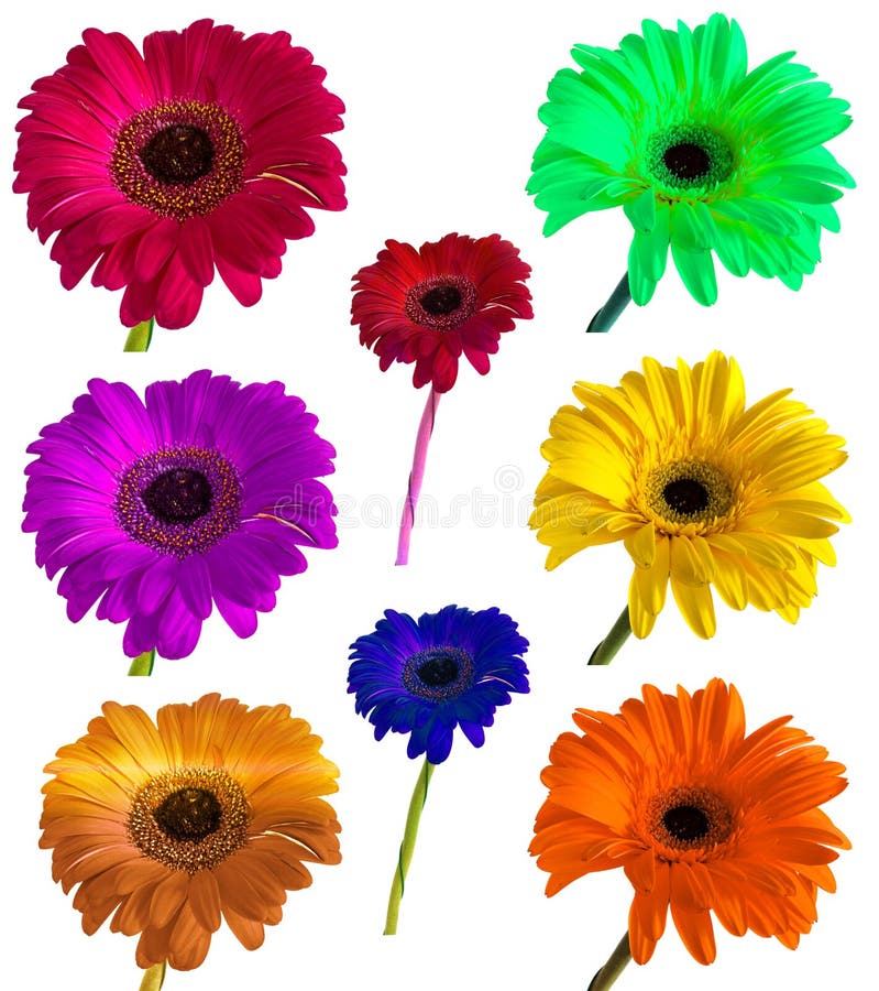 Lots of Big Beautiful Flowers Gerbera with No Background, Gerber on ...