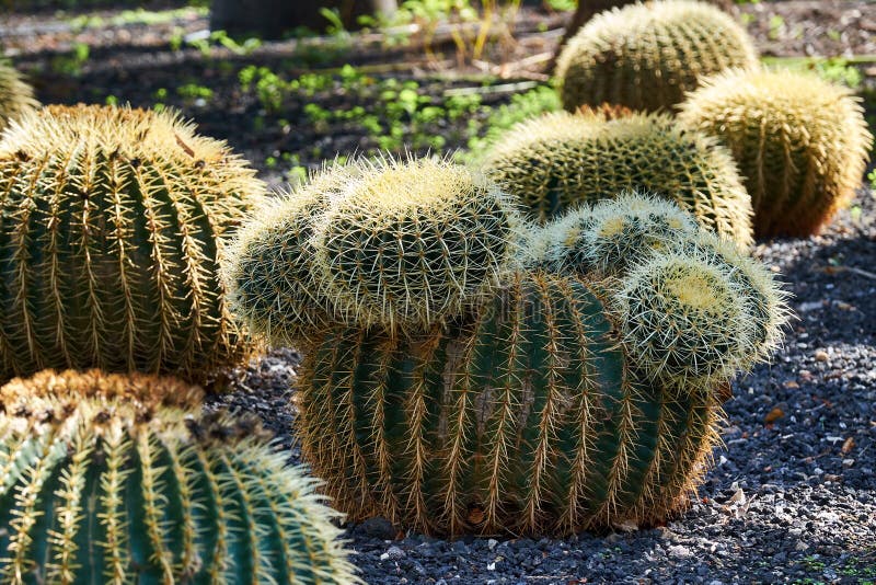 Lots of big cacti stock image. Image of exotic, botany - 150900615