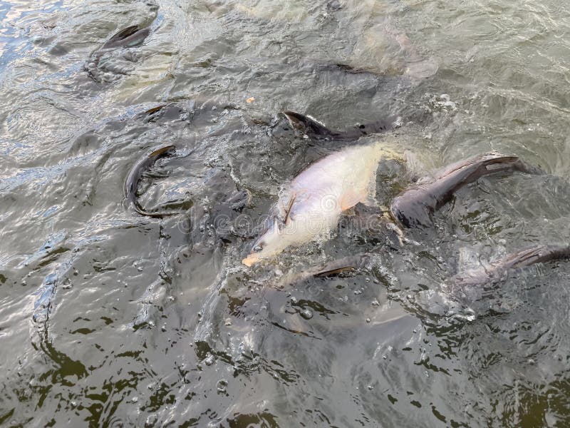 Lots of Big Fish in the River. Stock Photo - Image of schools, aquarium ...
