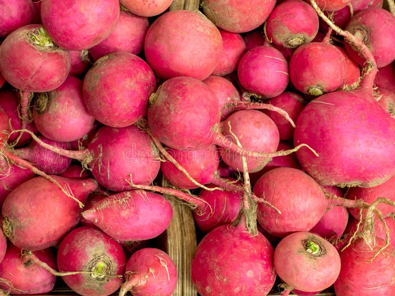 Lots of big red radish stock image. Image of root, vegetable - 173709449
