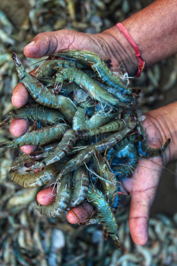 Lots of Big Tiger Prawn Penaeus Prawn in Hand Hd Stock Image - Image of ...