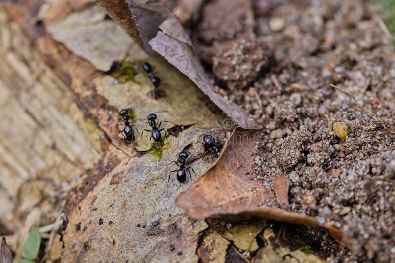 Black Ants Walking on an Old Tree Trunk in the Forest Stock Photo ...
