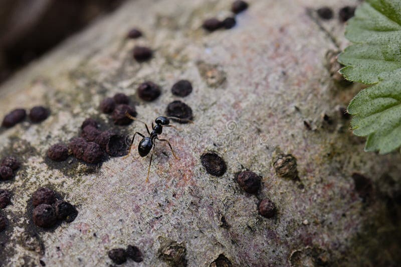 Black Ants Walking on an Old Tree Trunk in the Forest Stock Image ...