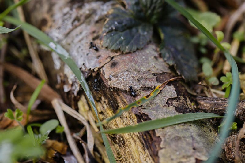 Black Ants Walking on an Old Tree Trunk in the Forest Stock Photo ...