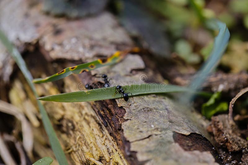 Black Ants Walking on an Old Tree Trunk in the Forest Stock Image ...