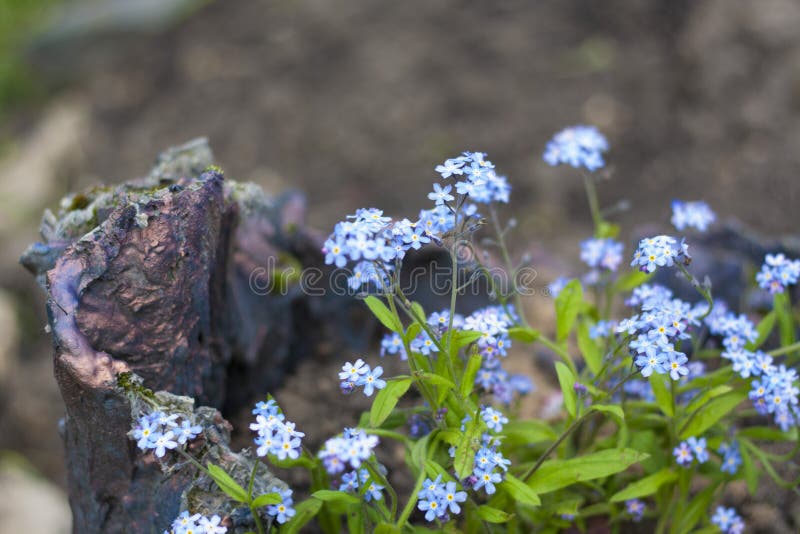 Lots of Blue Forget-me-nots in a Bed of Tree Bark Stock Photo - Image ...