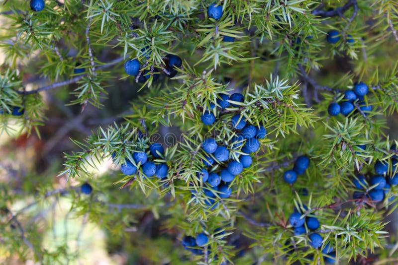 Blue Juniper Berries on a Tree Stock Photo - Image of flavor, fruit ...