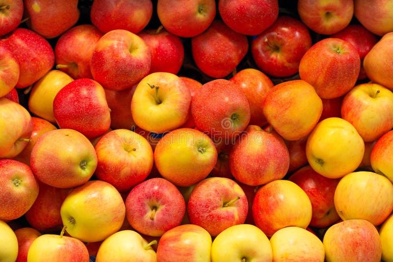 Lots of bright apples. stock photo. Image of harvesting - 79475192