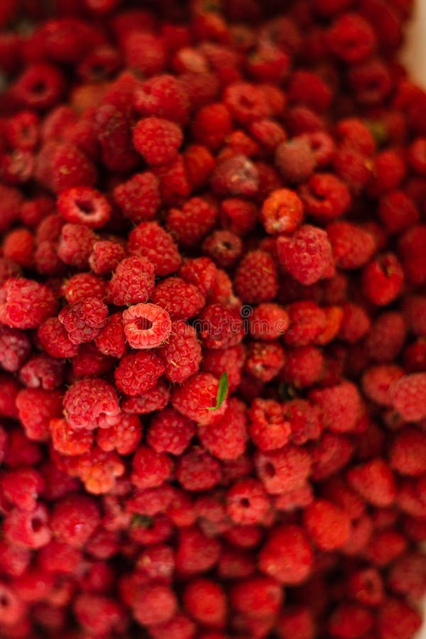 Lots of Bright Raspberries. Background, Picture for Postcard Stock ...