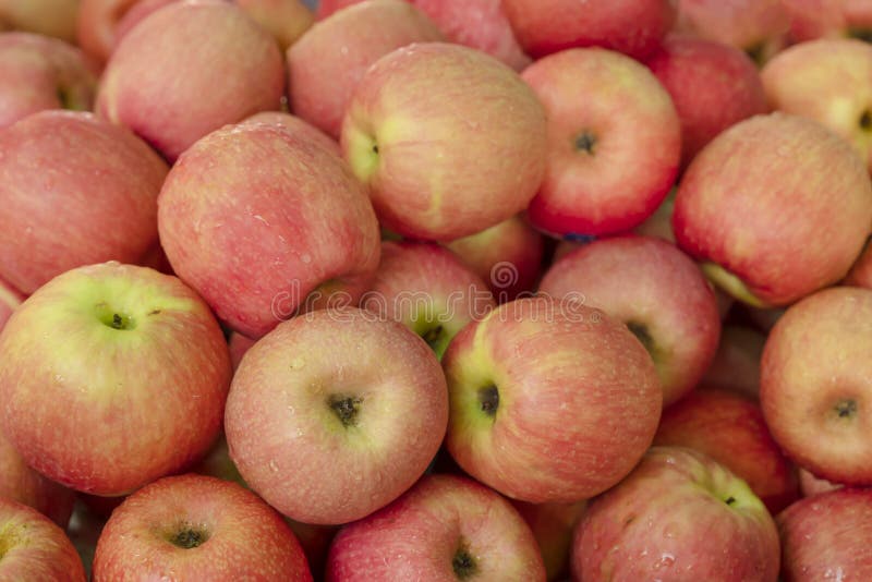 Lots of bright red apples stock photo. Image of garden - 207296342