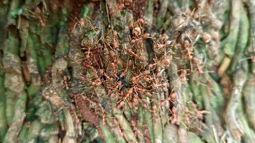 Lots of Brown Ants on Tree Trunks Stock Photo - Image of small, lumber ...
