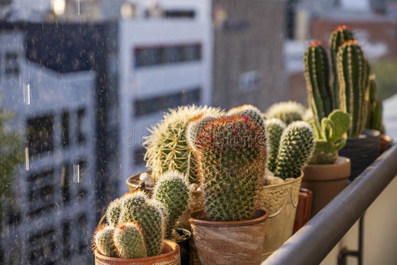 A Few Pots of Cacti of Different Kinds All of Them Full of Sharp and ...