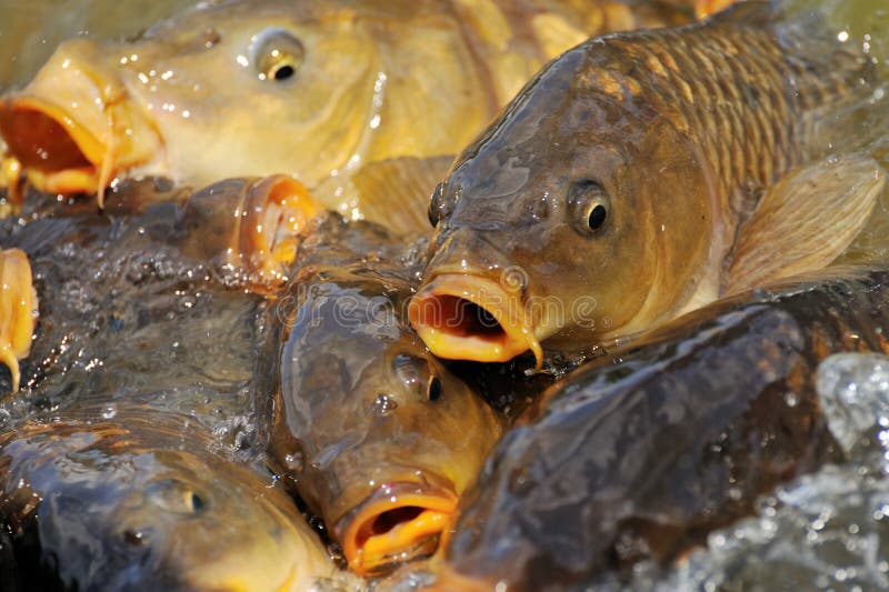 Lots of carp fish stock image. Image of lakes, bait, gold - 12803875